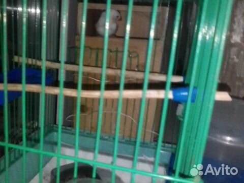 Птички амадины