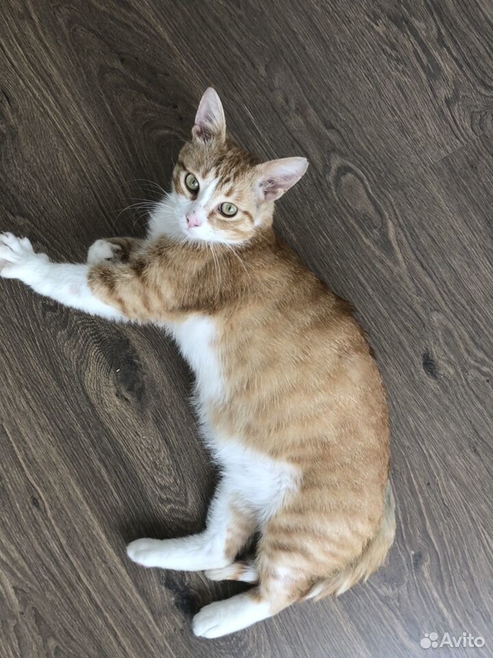 Рыжий кот