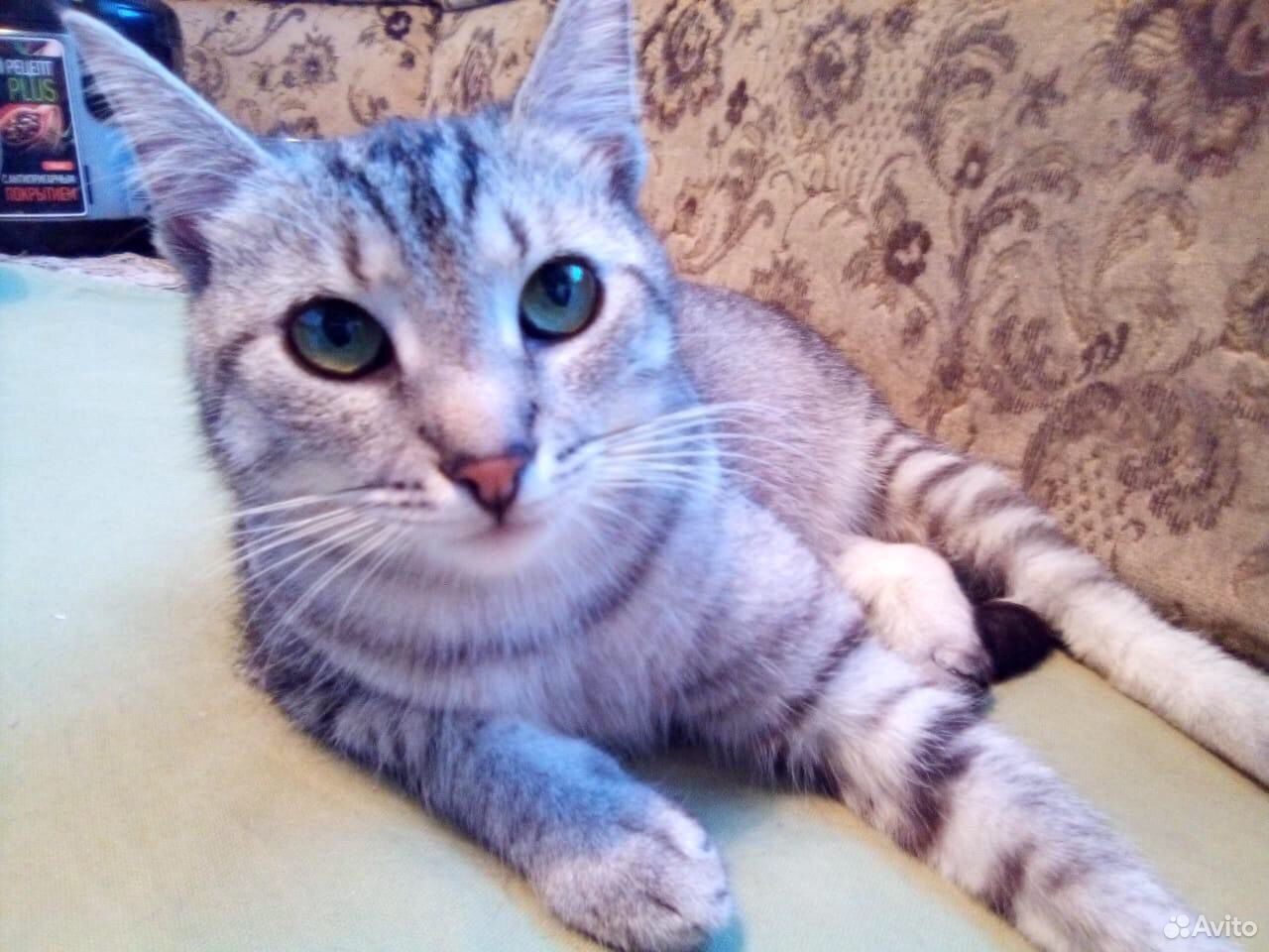 Лапушка ищет дом