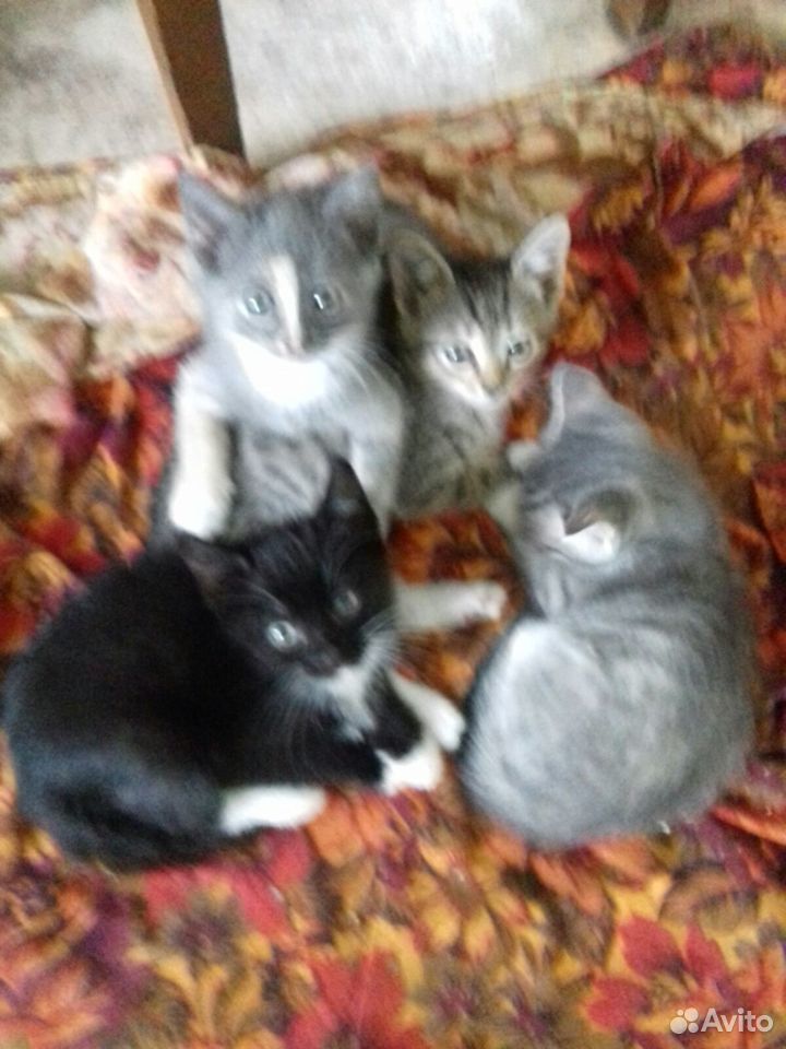 Котята беспородные в добрые руки