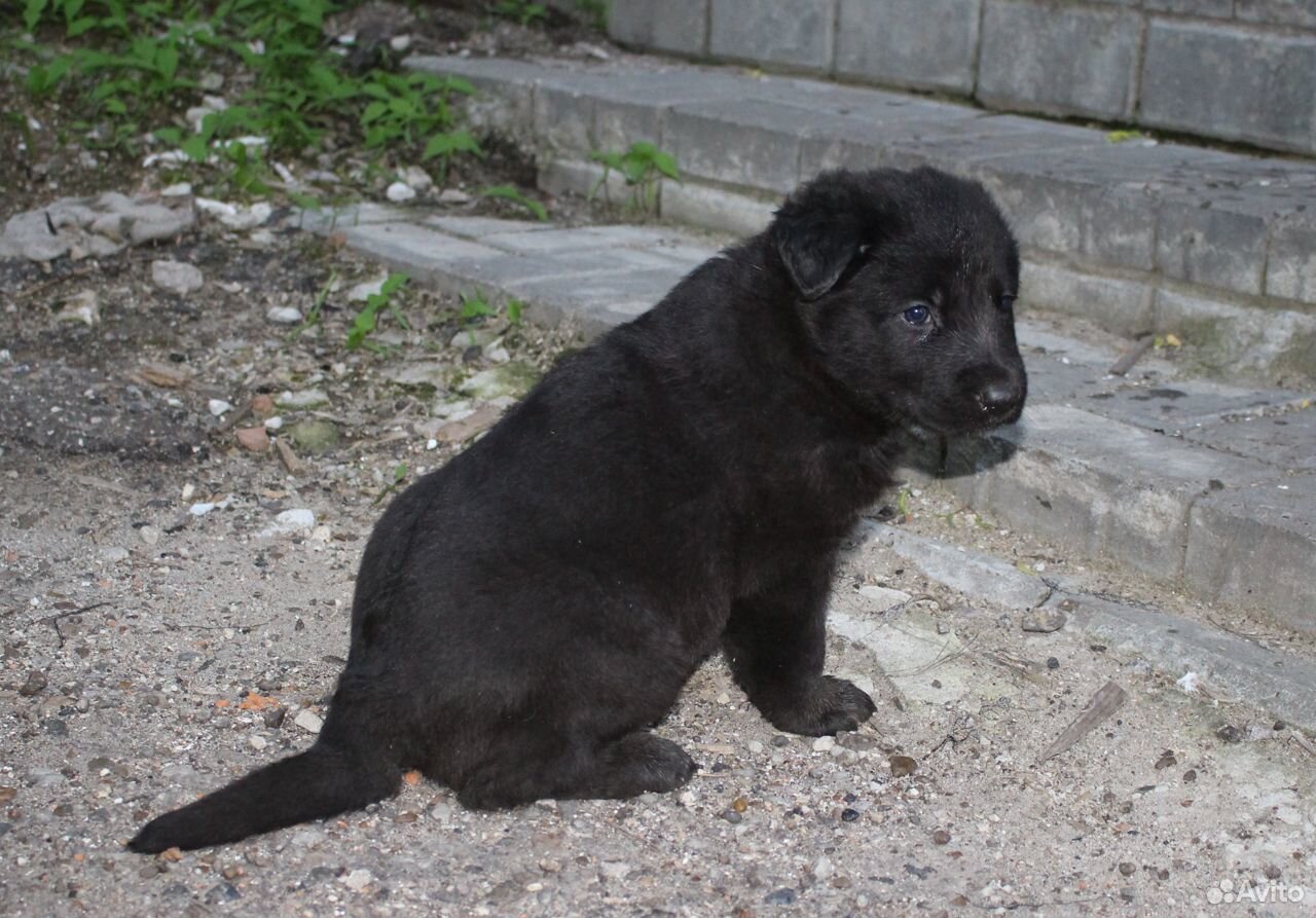 Щенки-восточники