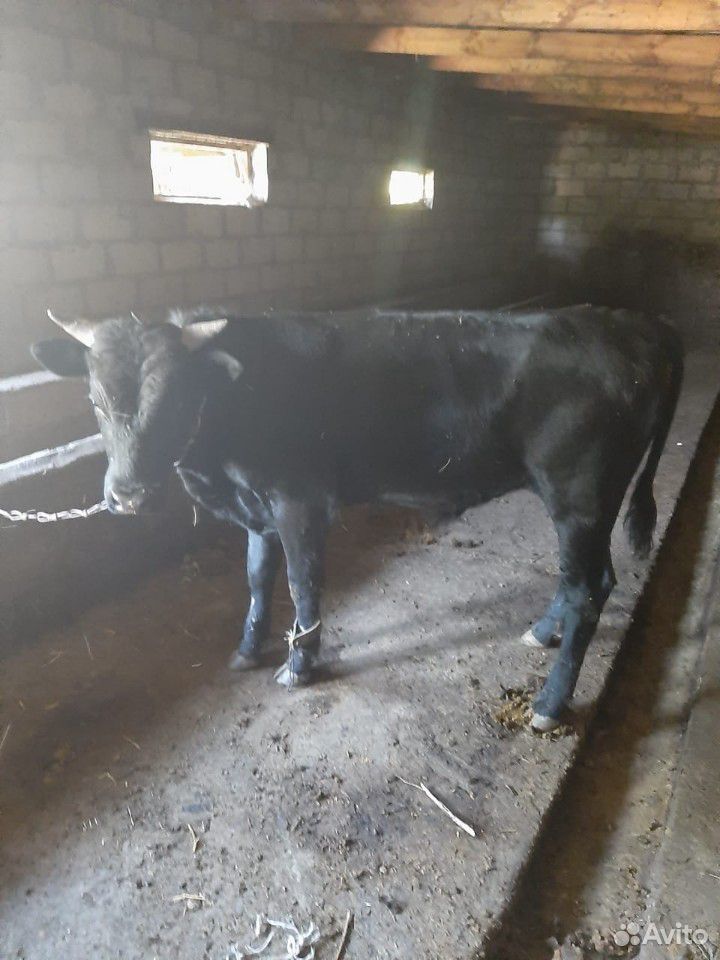 Бык год и 2 месяца