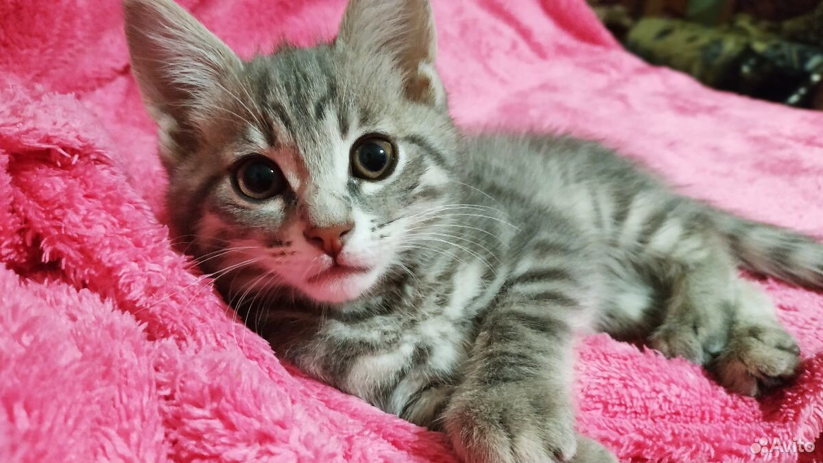 Игривый пушистик в добрые руки