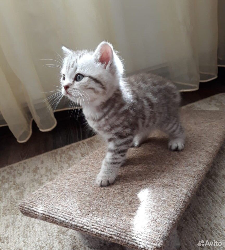Кошка элитные шодландские