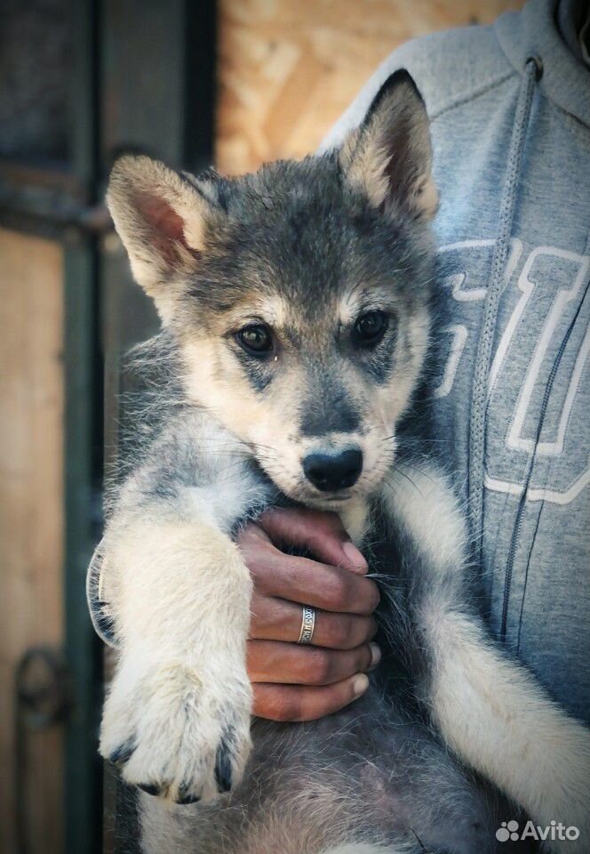 Вольфдог/волкособ