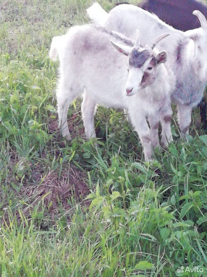 Продам козу