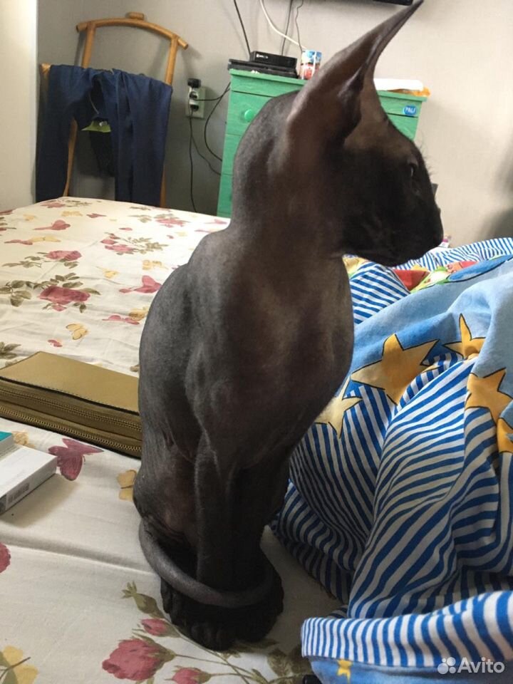 Кошка