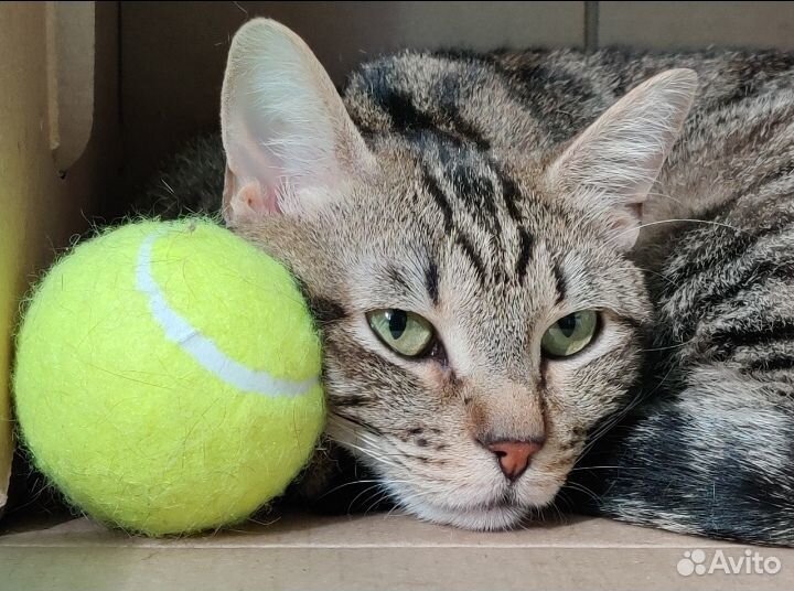 В добрые руки