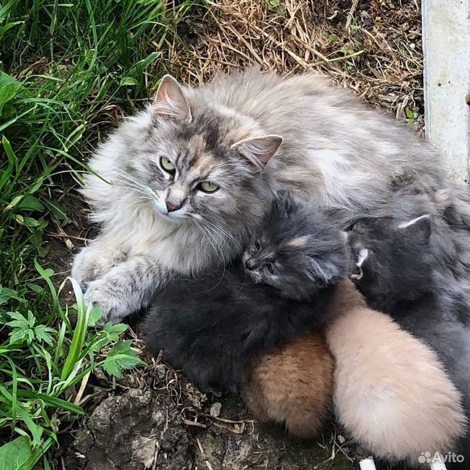 Красивейшая кошь-мама и ее четыре красивых котенка