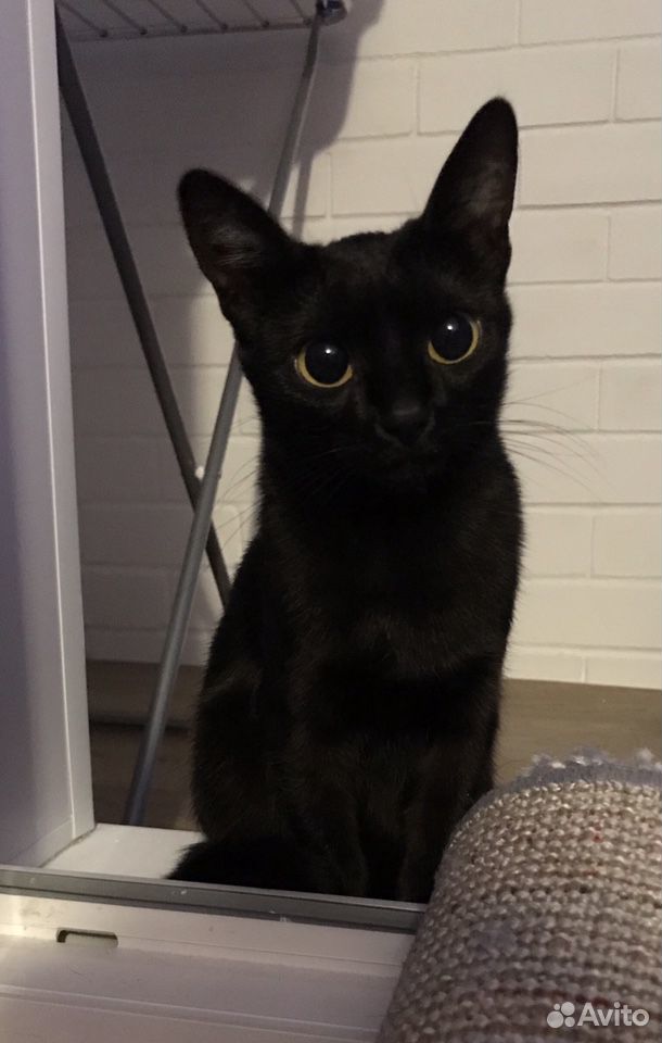 Подобрали кошку