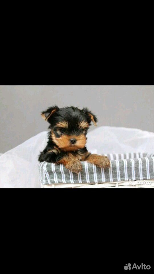 Йоркширский терьер