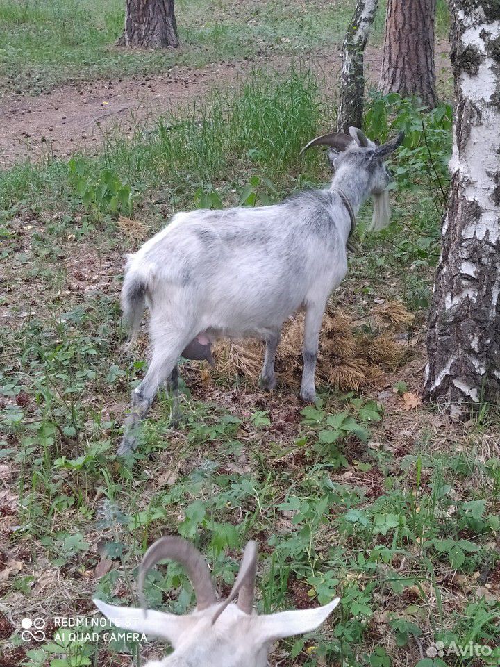 Коза русская