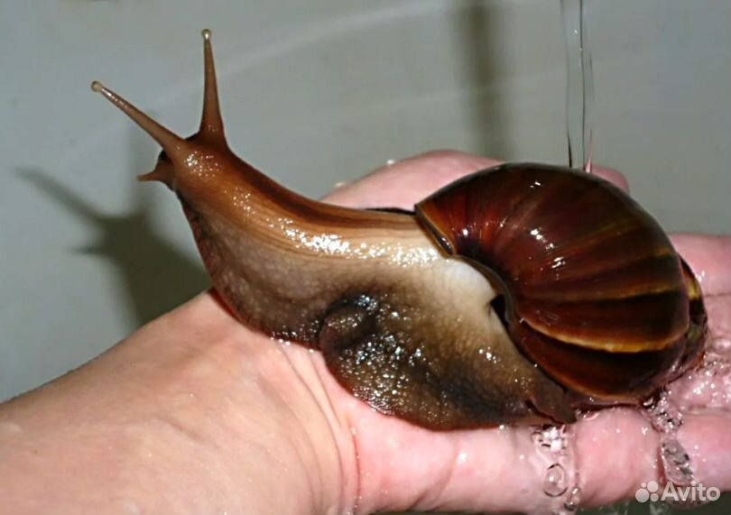 Отдам Ахатинских улиток и домашних космеcметологов