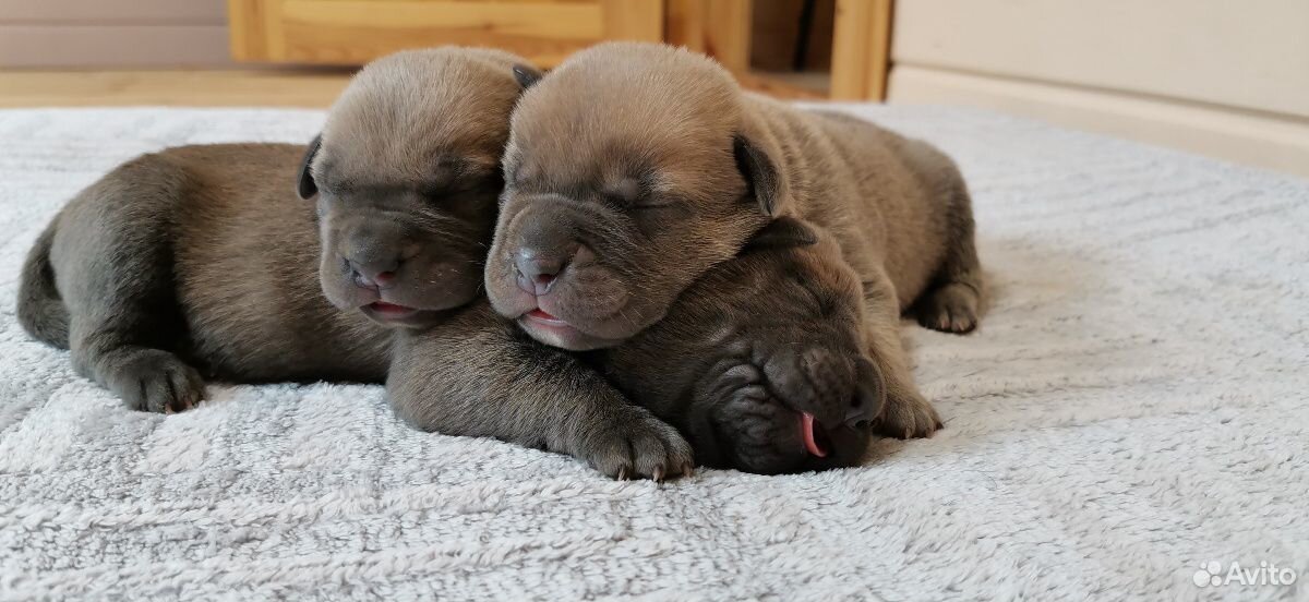 Корсо детки