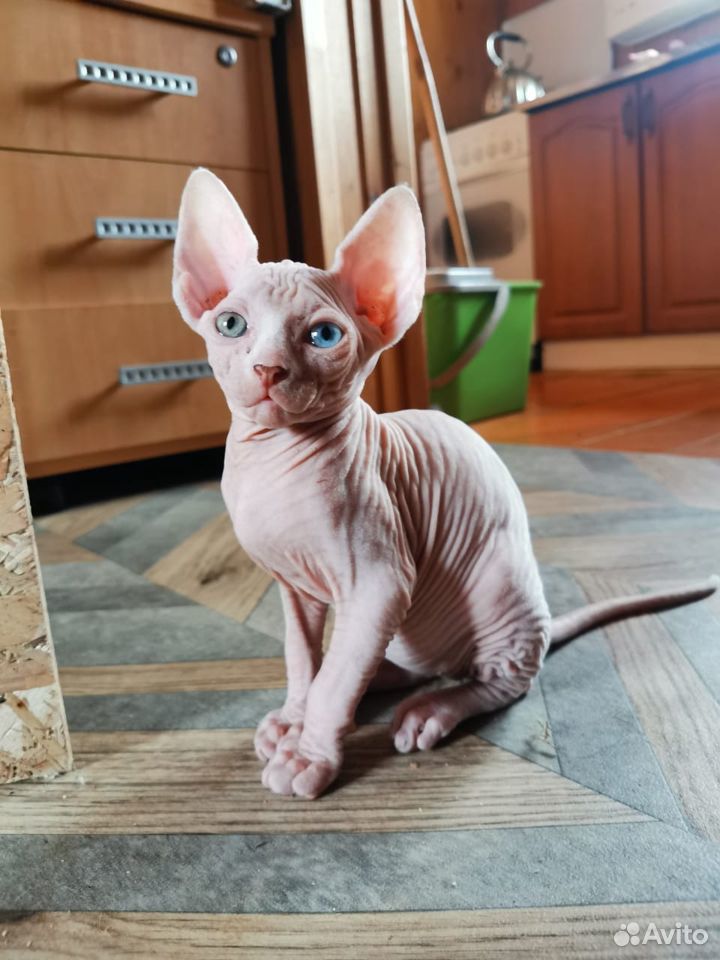 Мальчик белый разноглазый