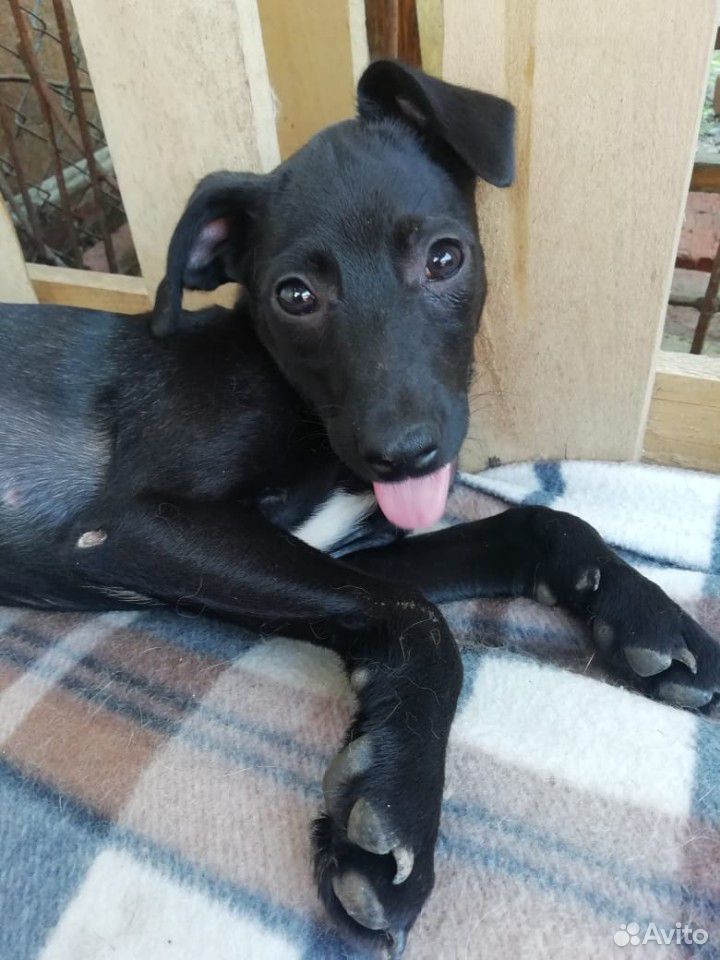 Берт в поисках дома