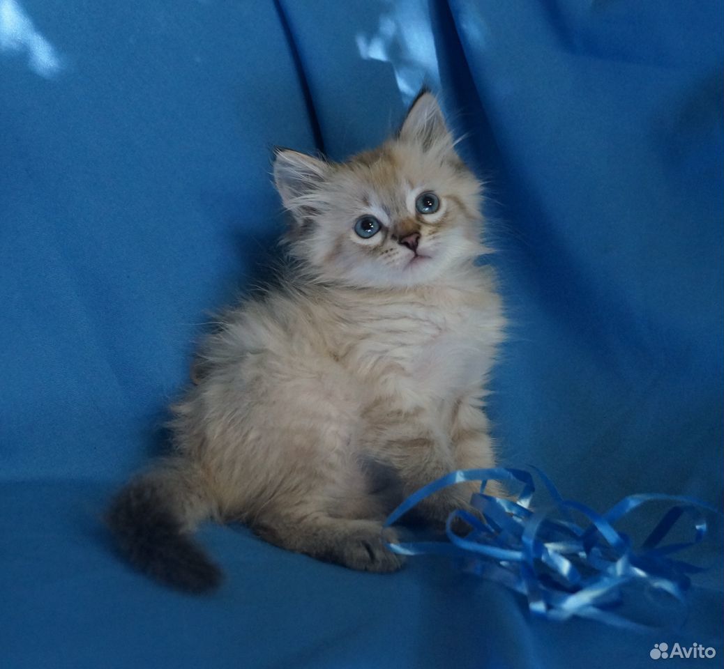 Невский маскарадный котик с родословной