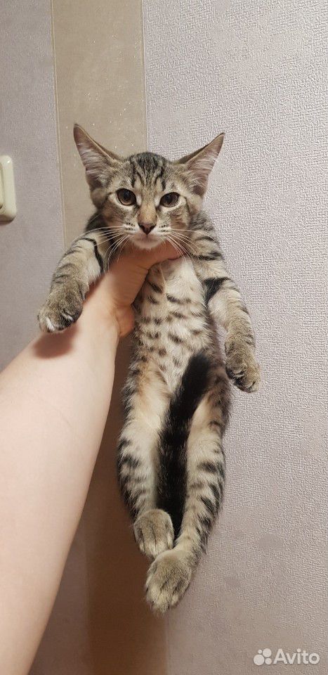 Котенок мальчик метис абиссинца 2,5мес, привит
