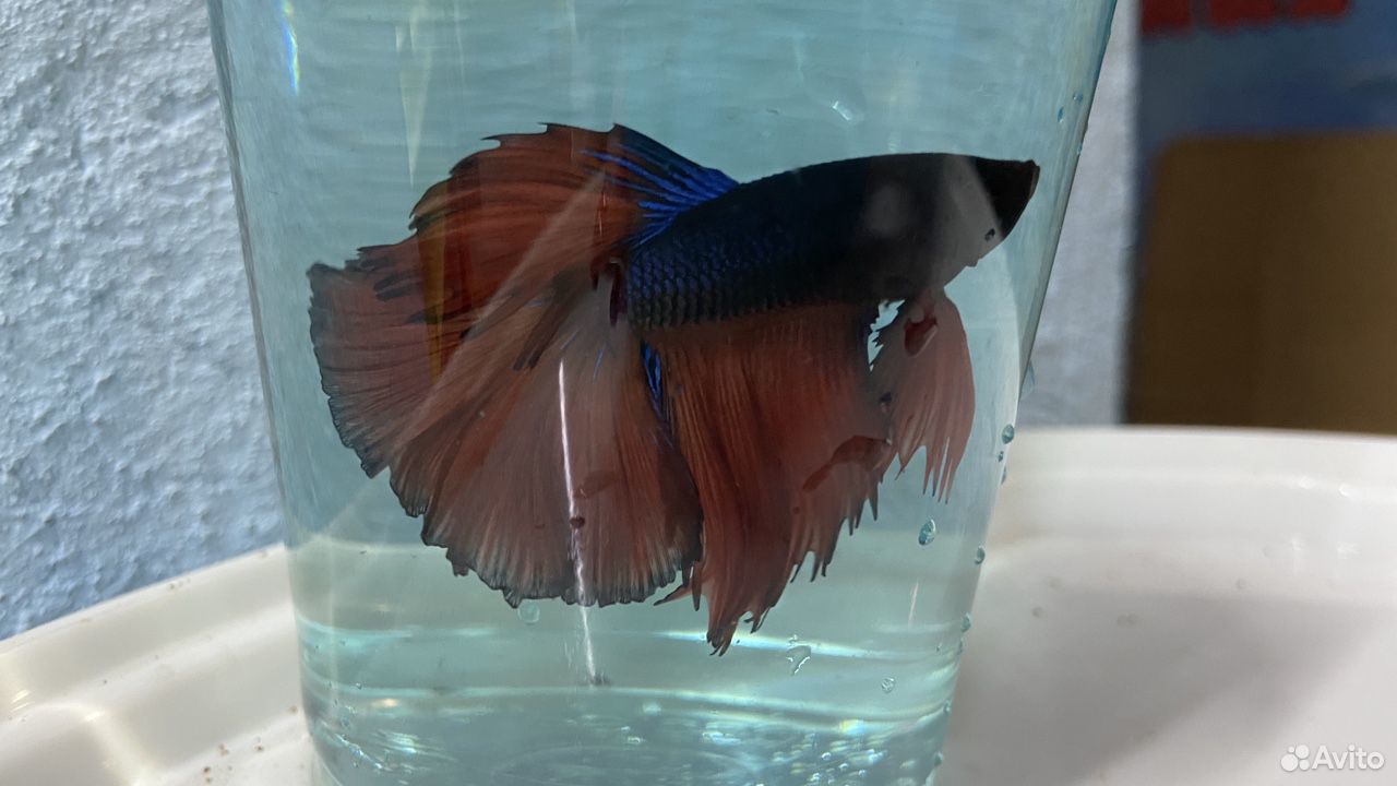 Петушок супердельта чёрный краснохвост