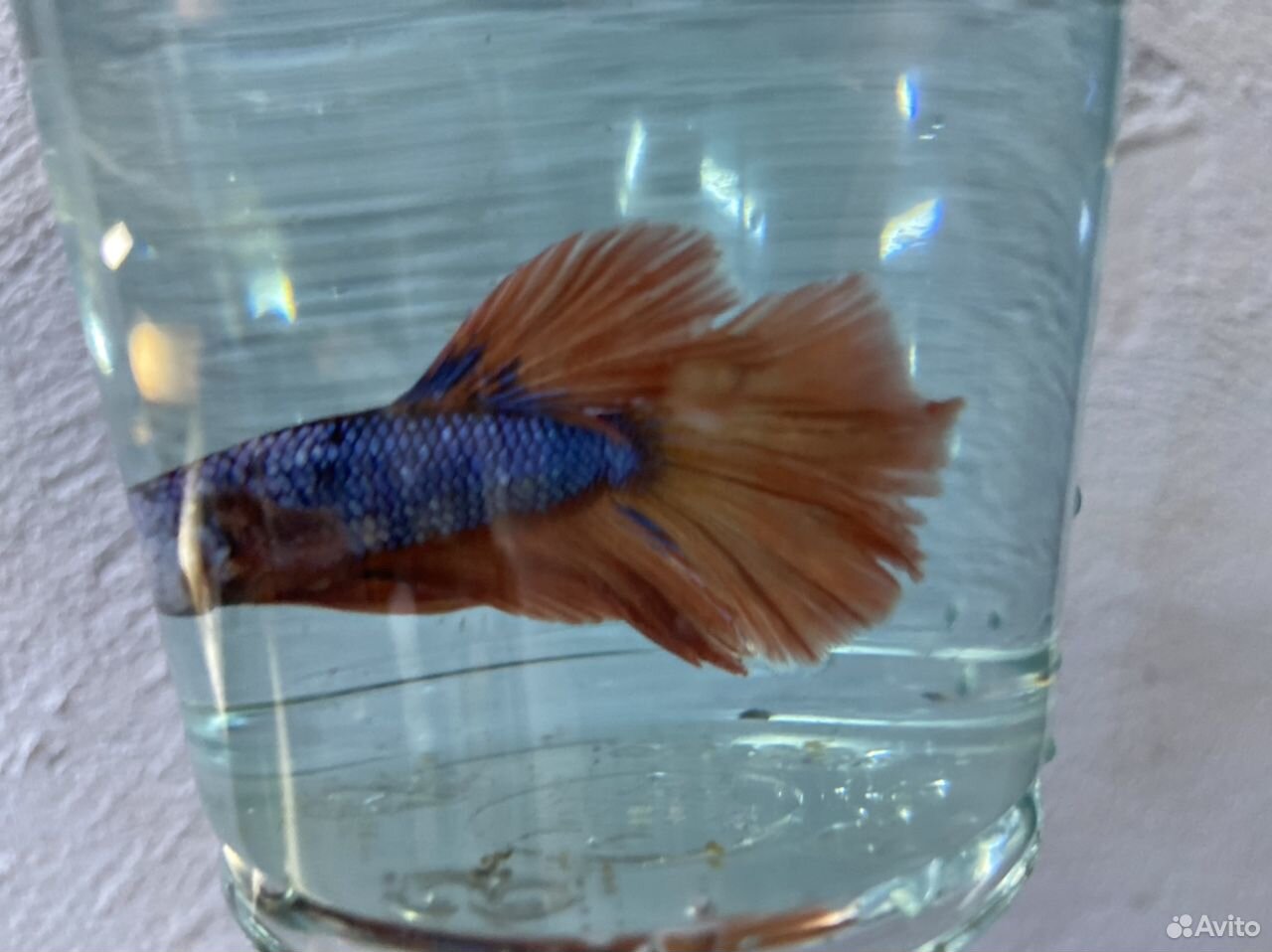 Петушок супердельта голубой ананас