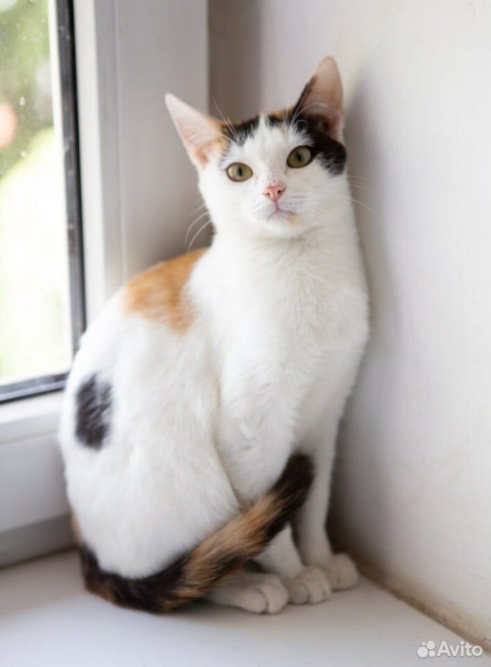 Кошечка
