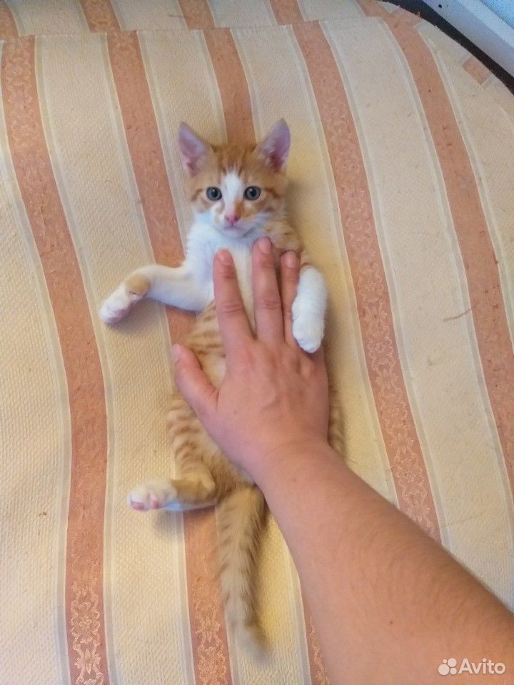 Золотой котик 3 месяца