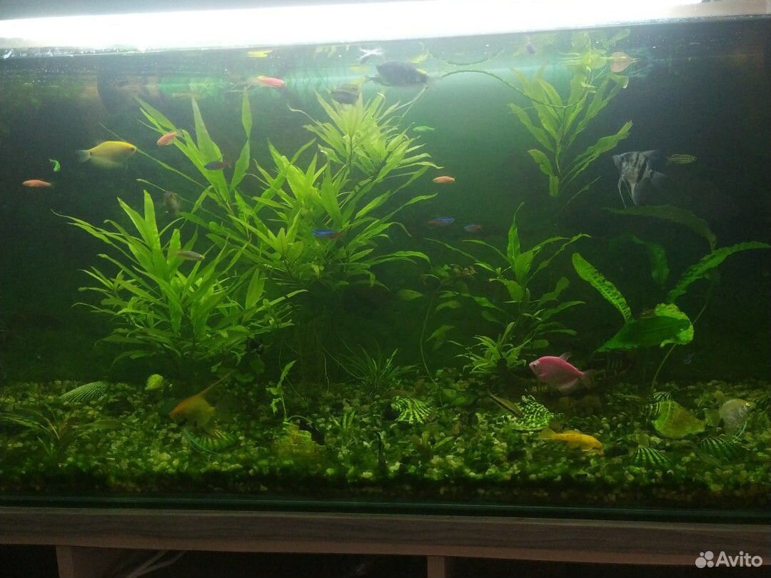 Аквариумное растение