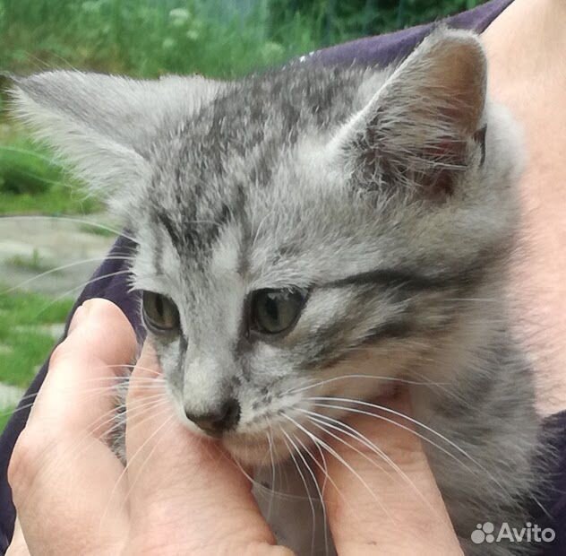 Котенок мальчик