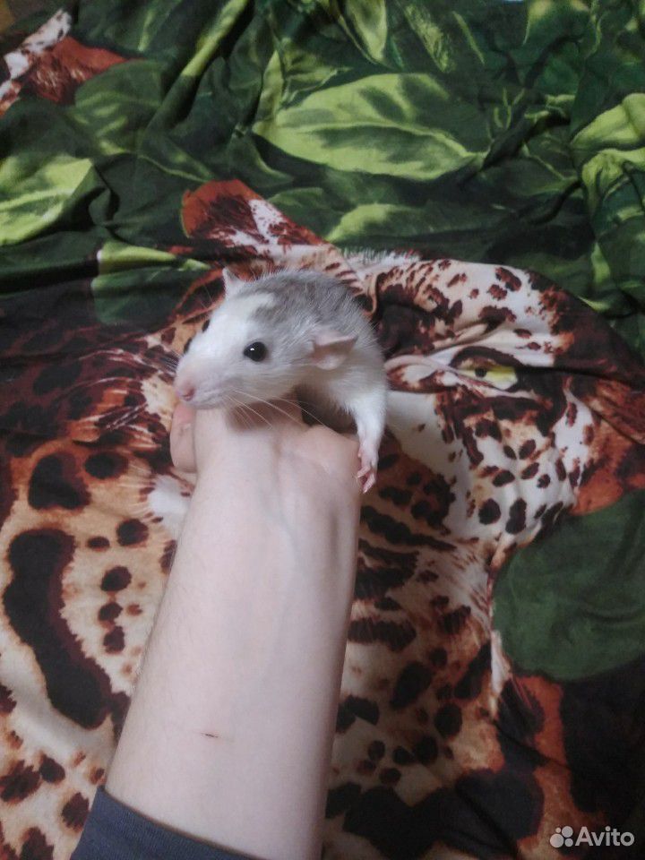 Ласковая крыска Дамбо с клеткой