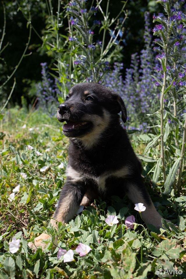 Девочка-красавица, 1,5 месяца