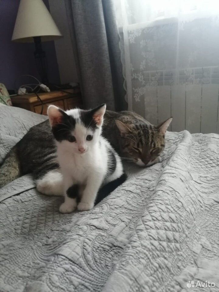 Котёнок