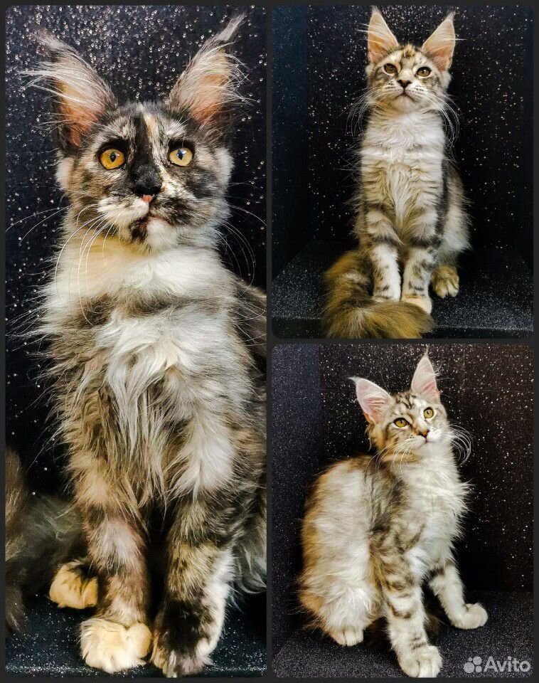 Кошки 3,5 мес