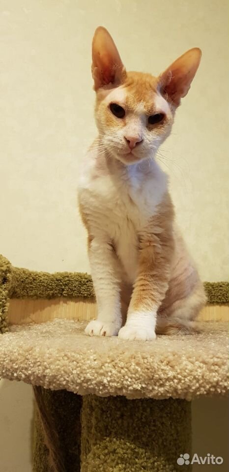 Метис донского сфинкса