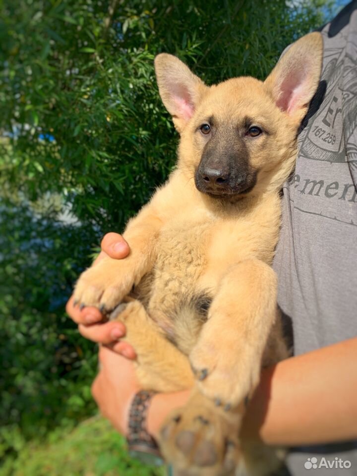 Щенок Гриша, 2,5 мес, в поисках дома