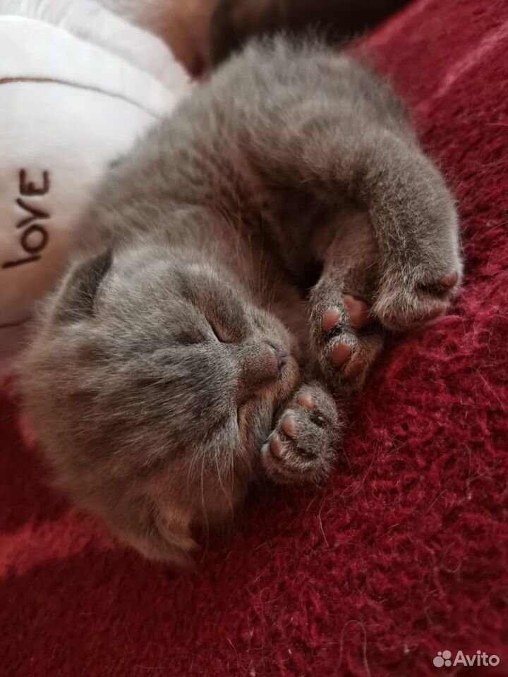 Шотландские котята вислоухие