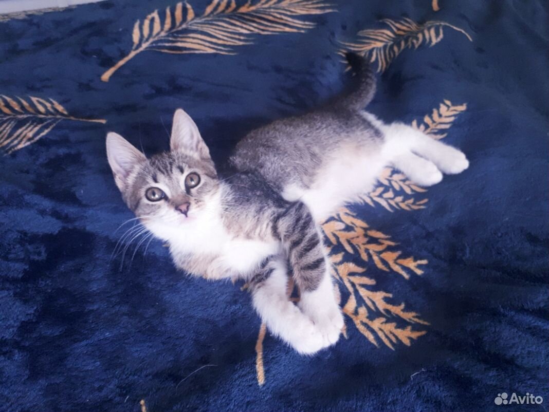 Космический котенок