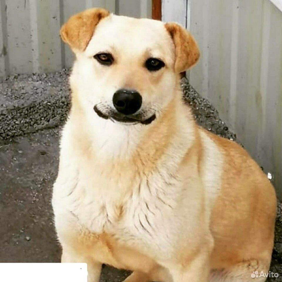 Прекрасная собака отдается в семью