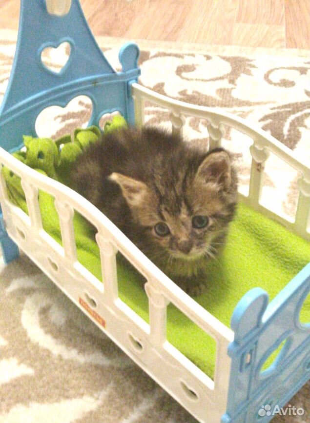 Котёнок