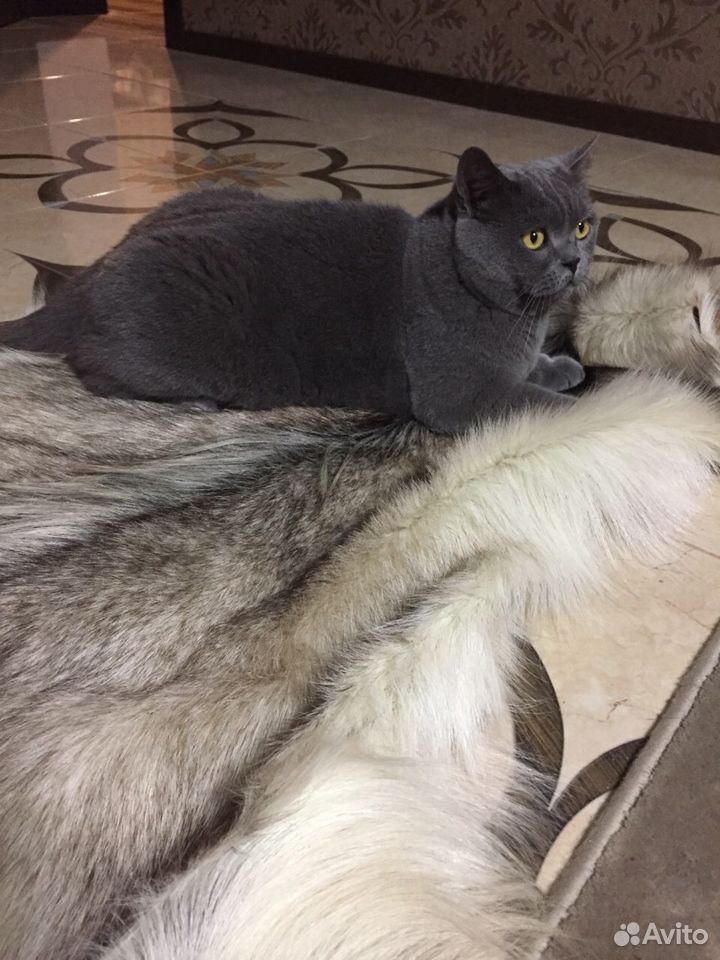 Кот в дар