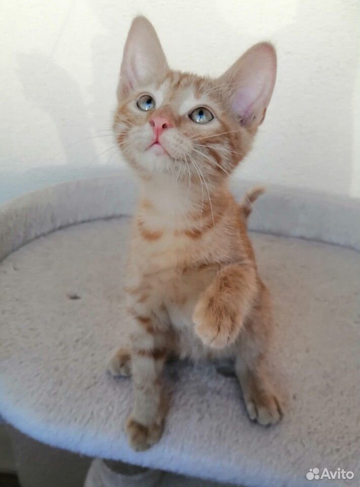 Котёнок марс