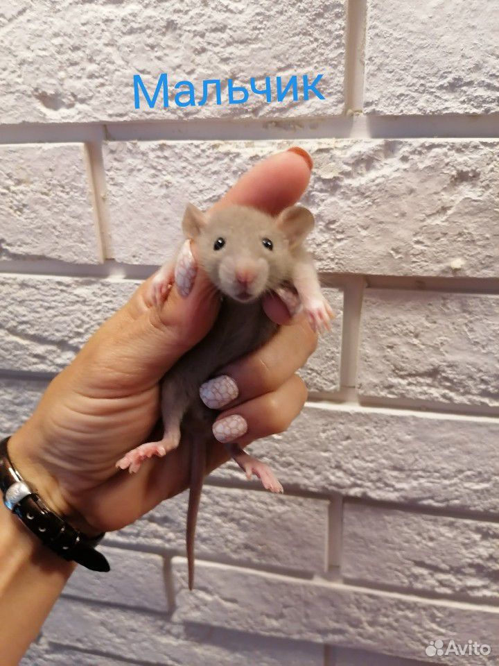 Крысята Дамбо