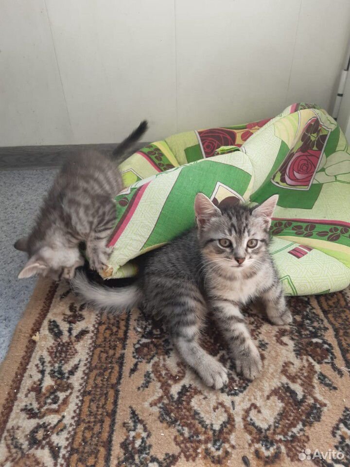 Котеночек ище дом