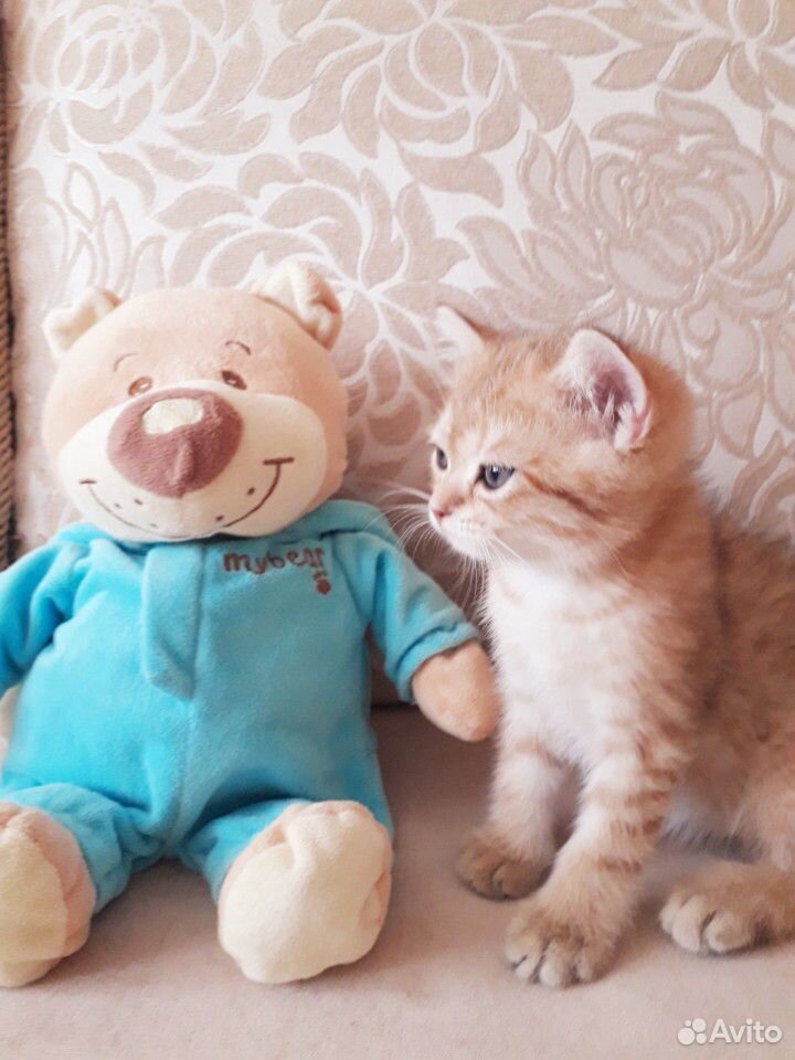 Тигрёнок (шиншилёнок)