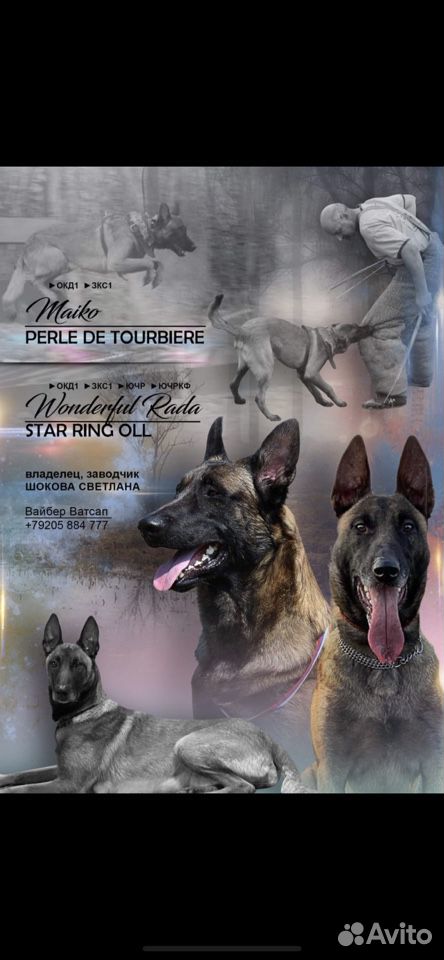 Бельгийская овчарка