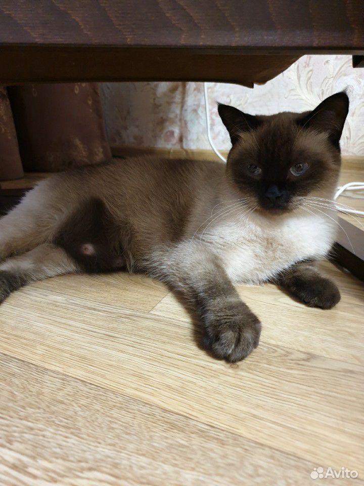 Кошечка шотландская скоттиш страйт