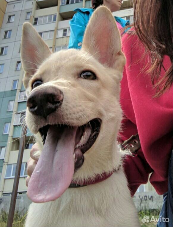 Красивый белый щенок ищет дом