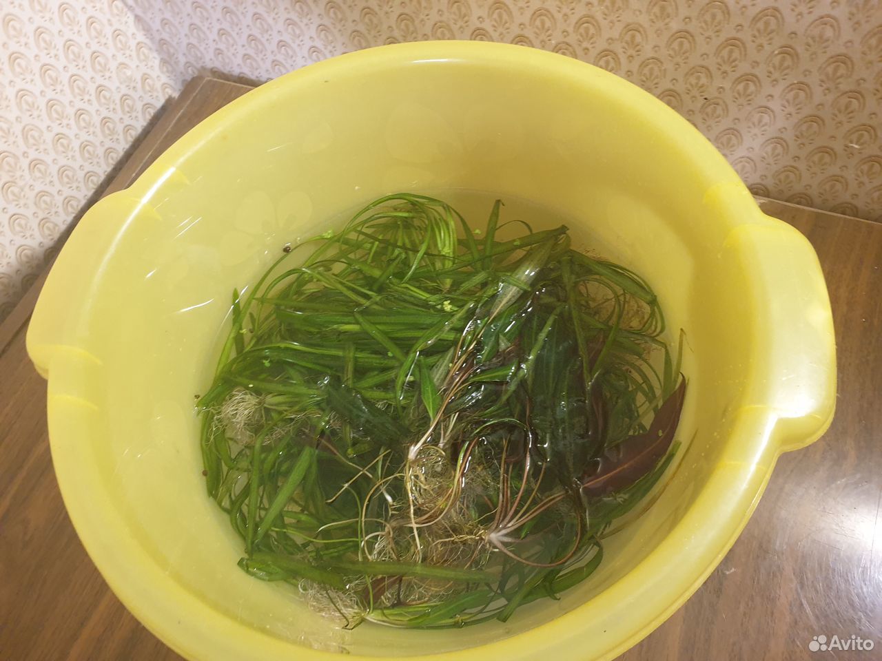 Растения в большом количестве