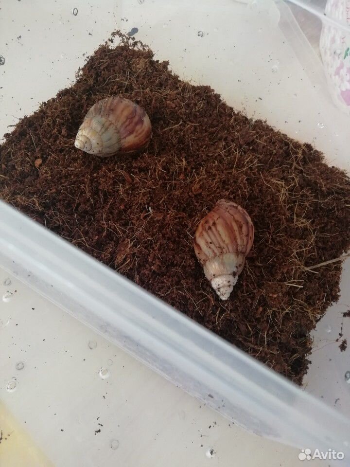 Улитка Ахитина с контейнером и кормом