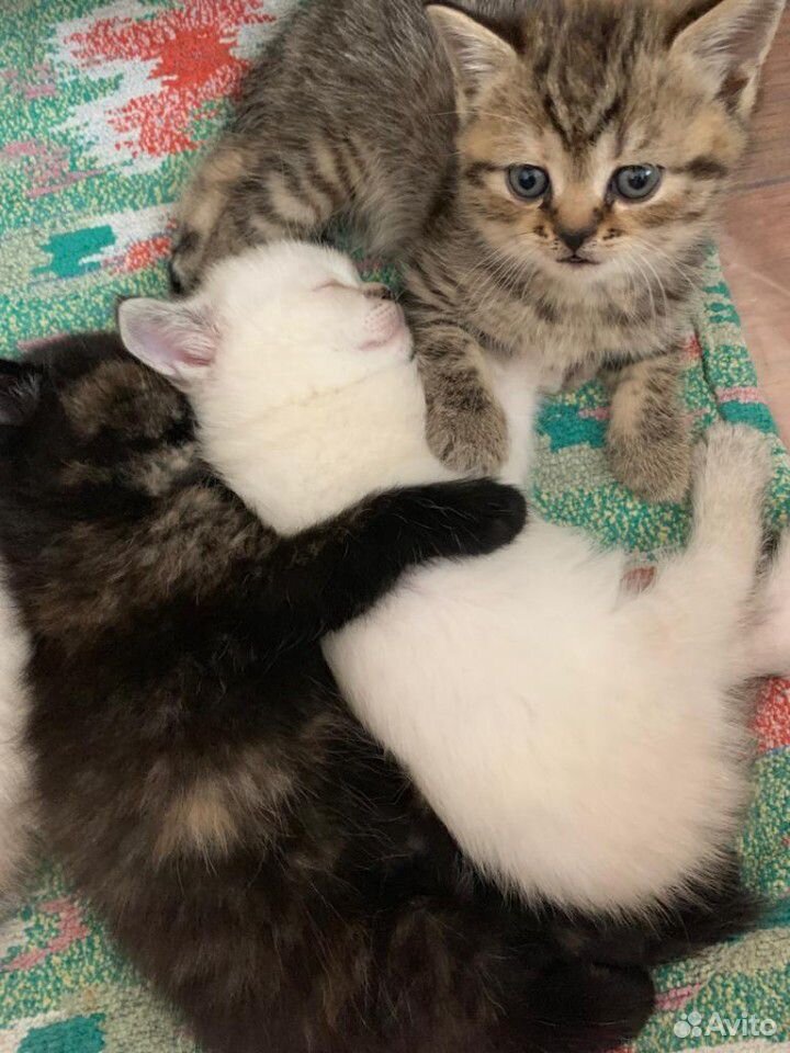 Шотландские котята