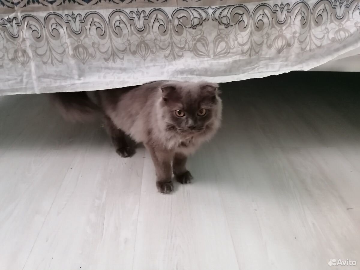 Британская вислоухая